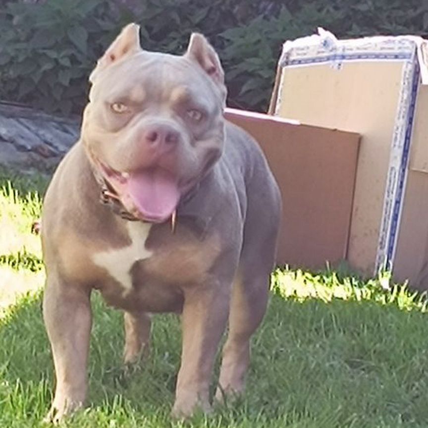 Американский булли сука