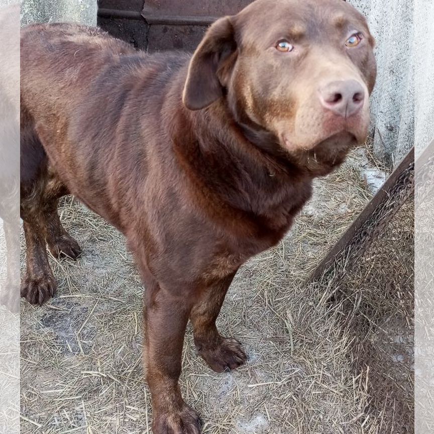 Лабрадор-ретривер, взрослый пёс