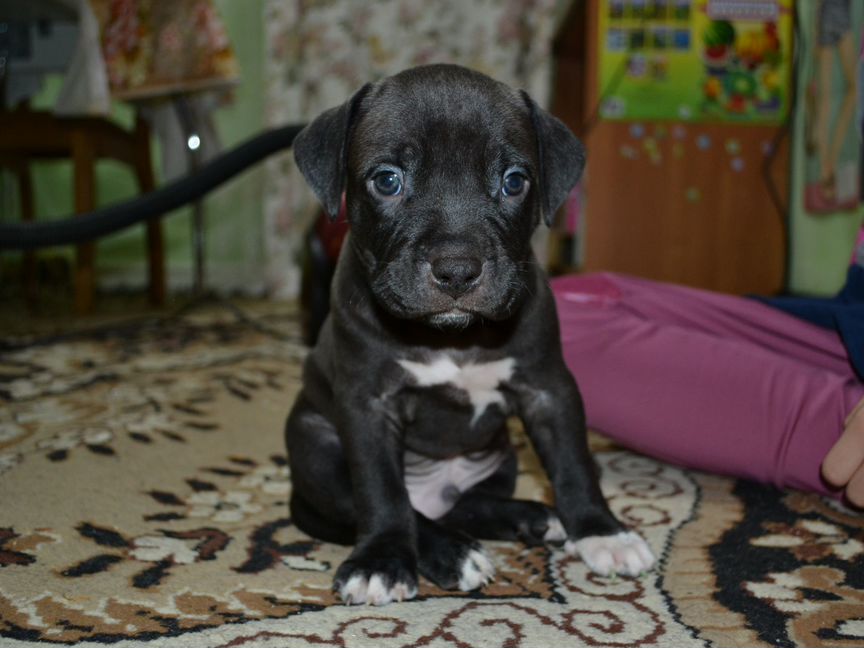 Щенки питбультерьера