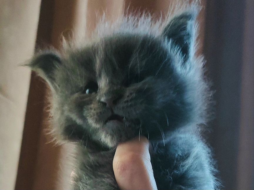 Мейн-кун котята