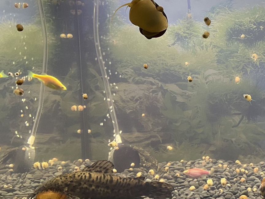 Сом таракатум