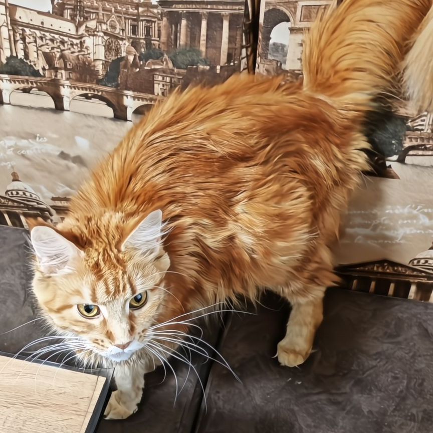 Мейн-кун котёнок