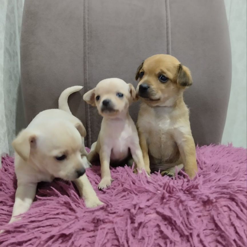 Той-терьер щенки