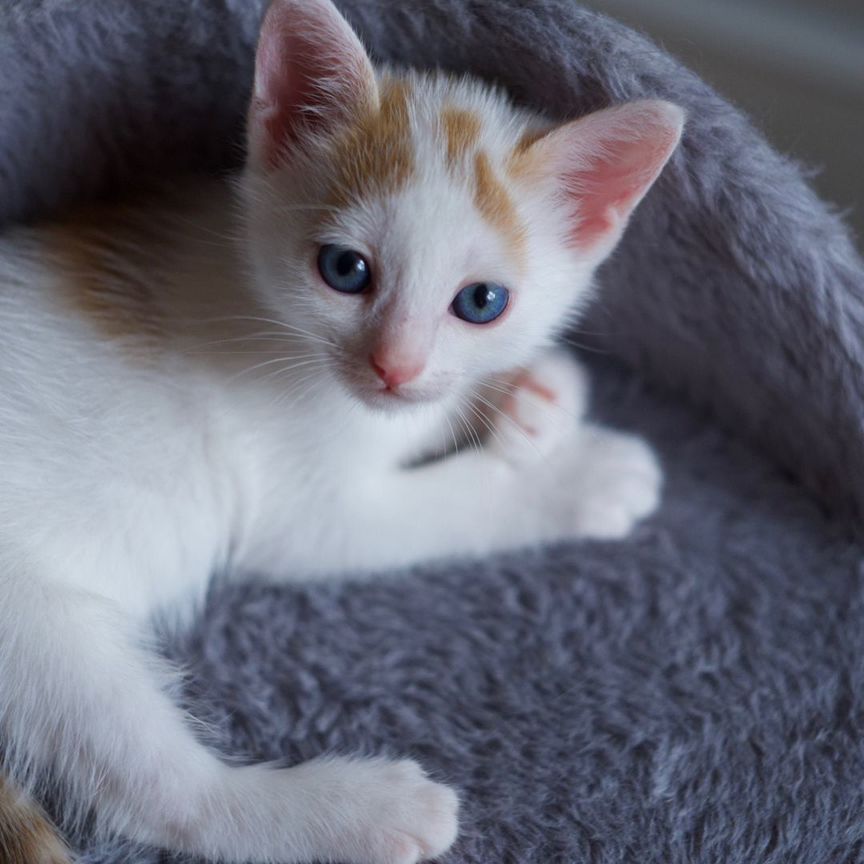 Юные принцы Гарри и Уильям (котята, 2,5 месяца)