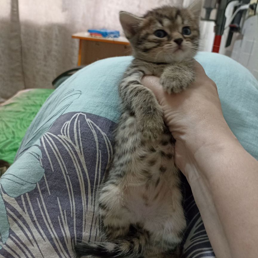 Шотландский вислоухий короткошёрстный котёнок