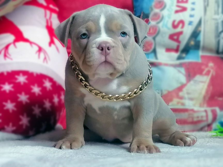 Американский булли