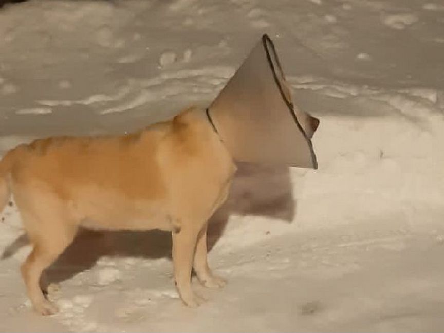 Найдена-замечена собака с мед.воротником. Шигали