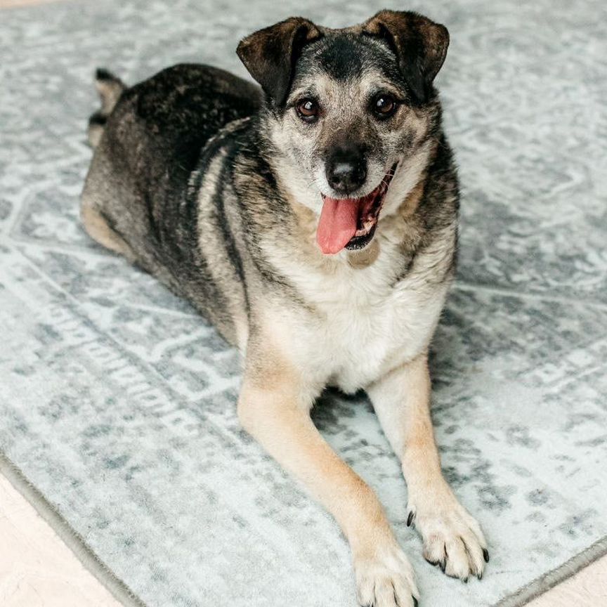 Пес в добрые руки