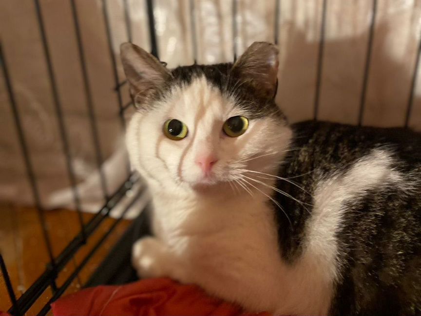Кошечка 2 года