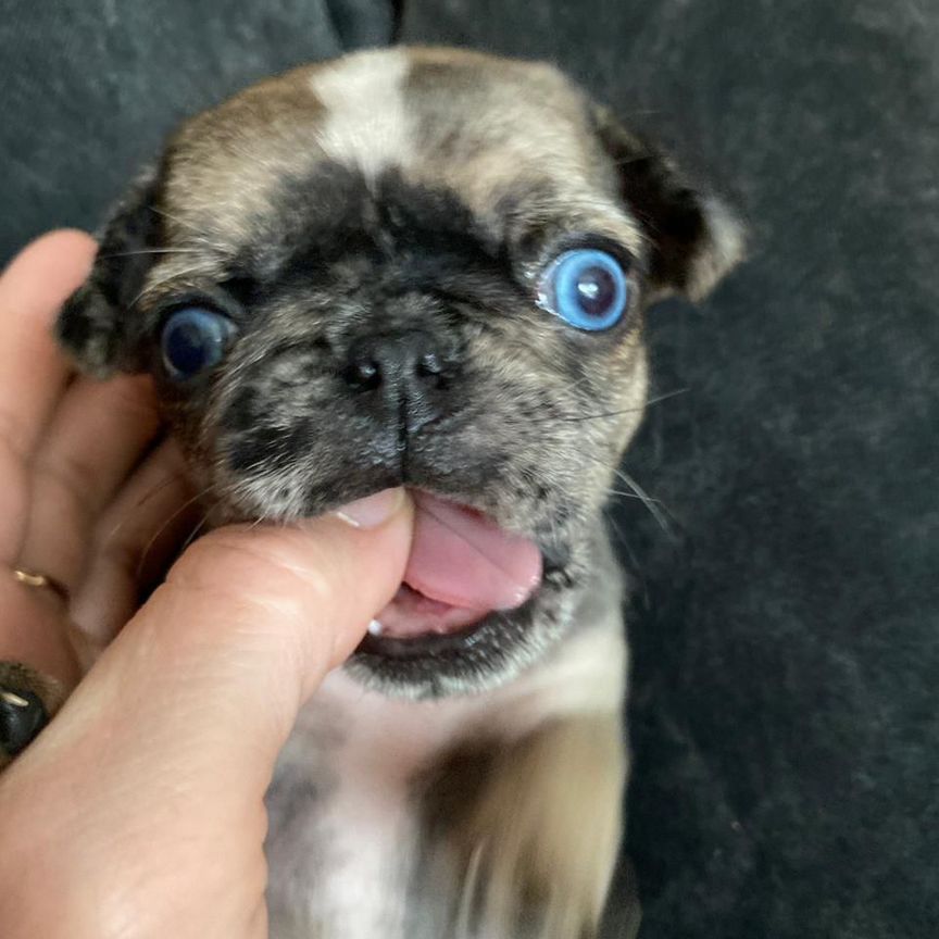 Цветные мопсюшки