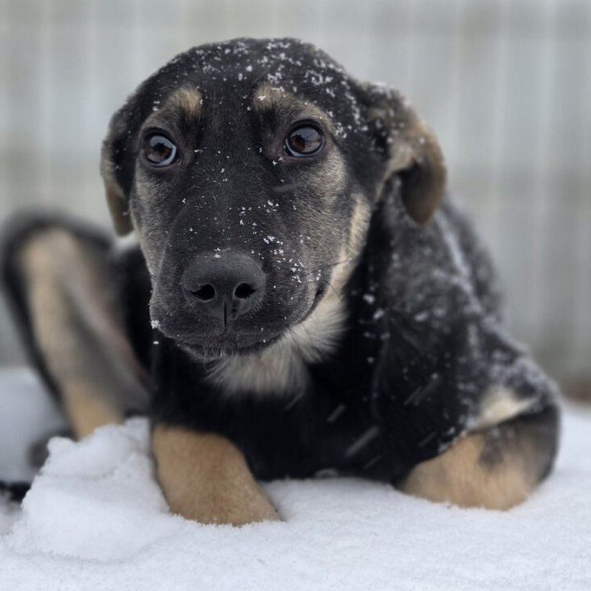 Щенок в добрые руки