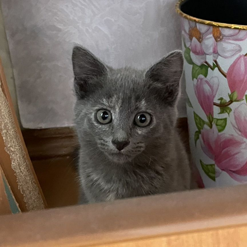 Котенок девочка