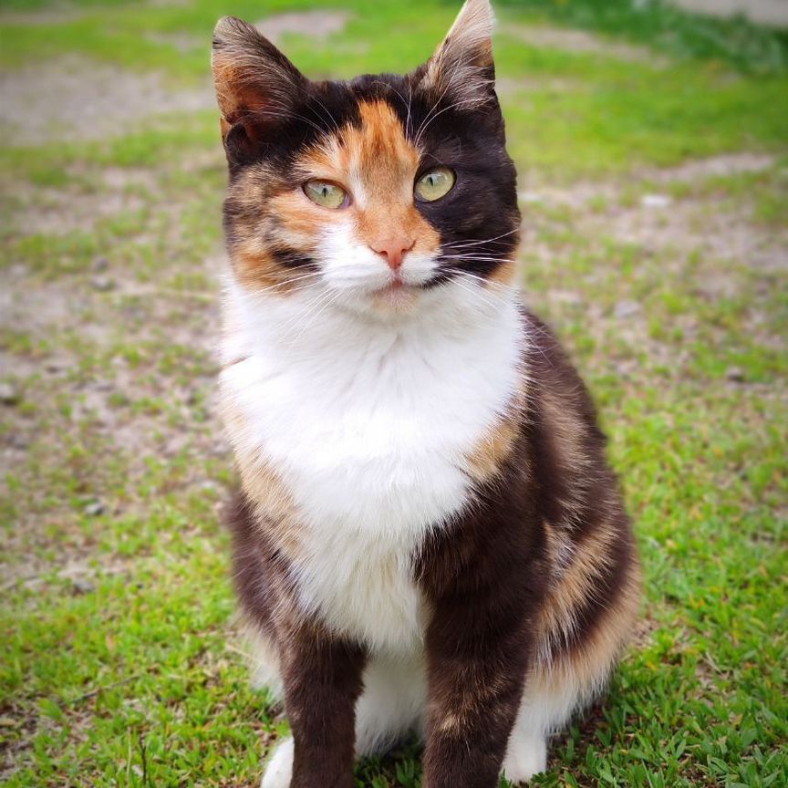 Няша, Няшенька