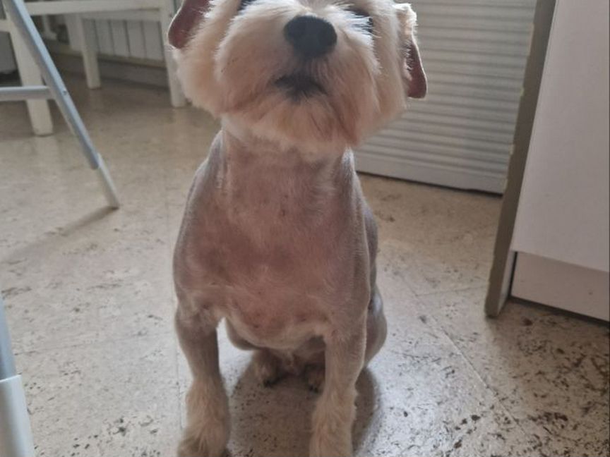 Йоркширский терьер кабель 4 года