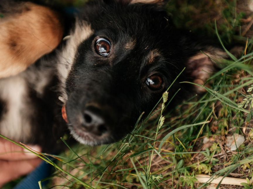 Щенок в дар