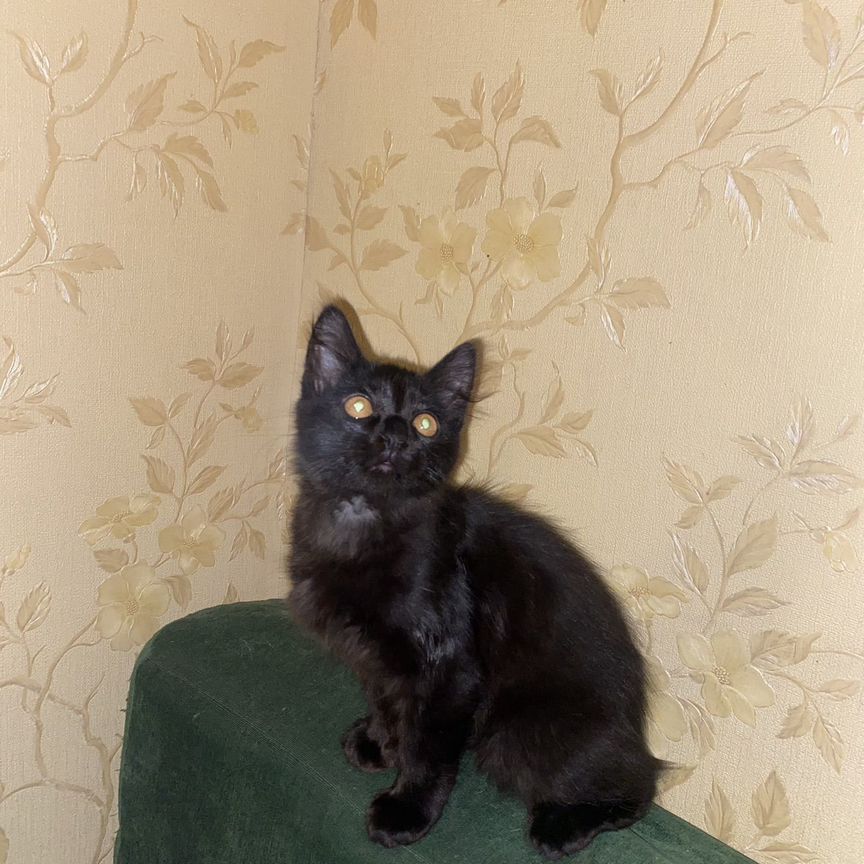Котенок в добрые руки