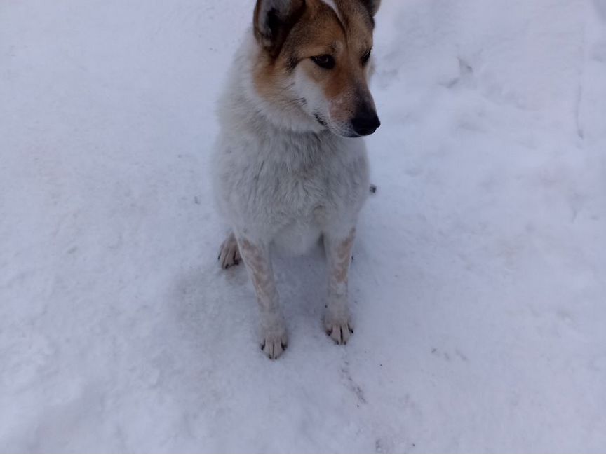 Собака в добрые руки