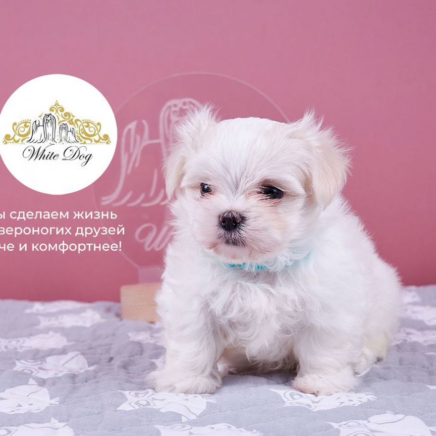 Пеленки для животных плотные