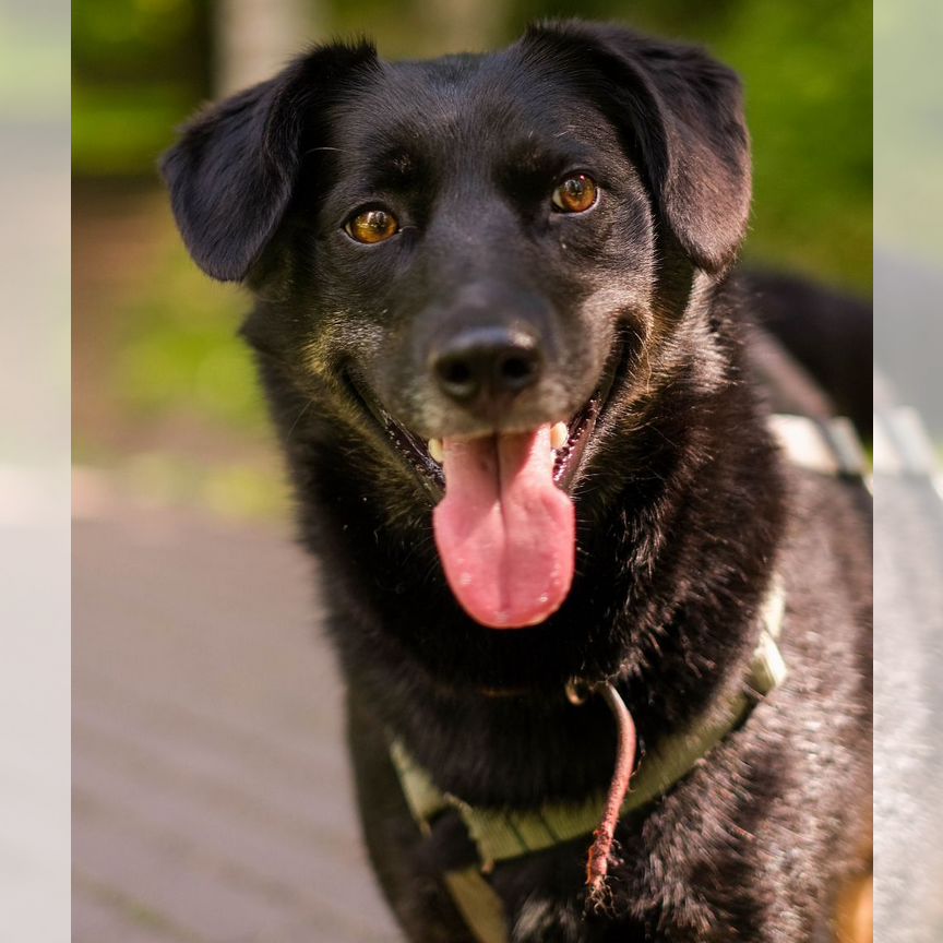 Взрослая собака в добрые руки