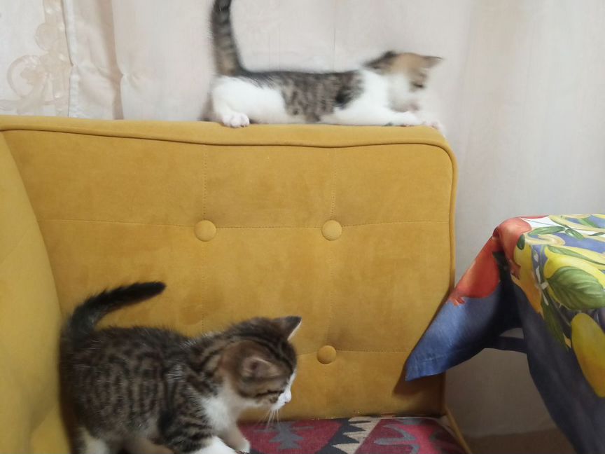 Котятки окраса вискас