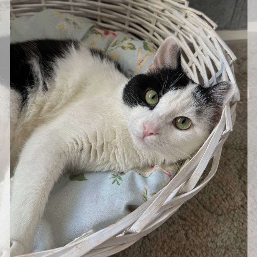 Взрослый кот в добрые руки