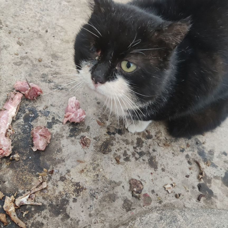 Ласковый котик,с одним глазиком