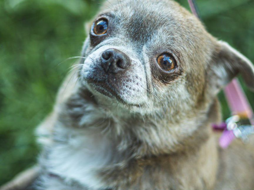 Чихуахуа ищет дом