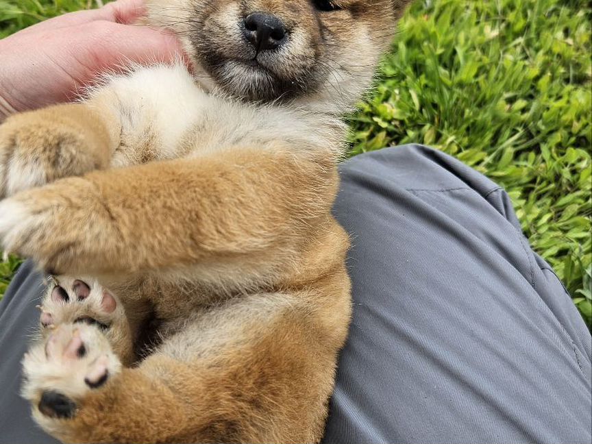 Щенки Сиба ину