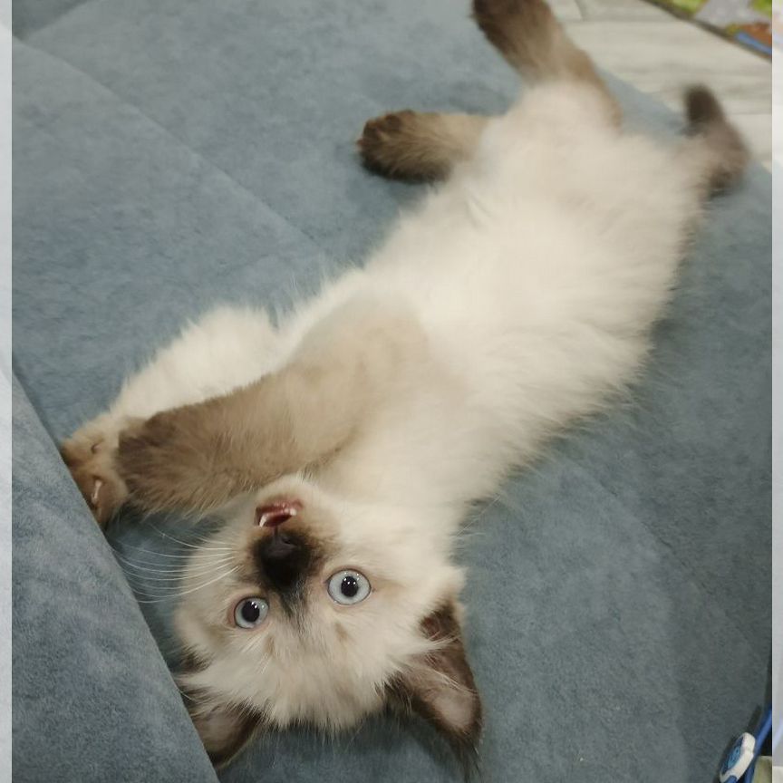 Котёнок в добрые руки