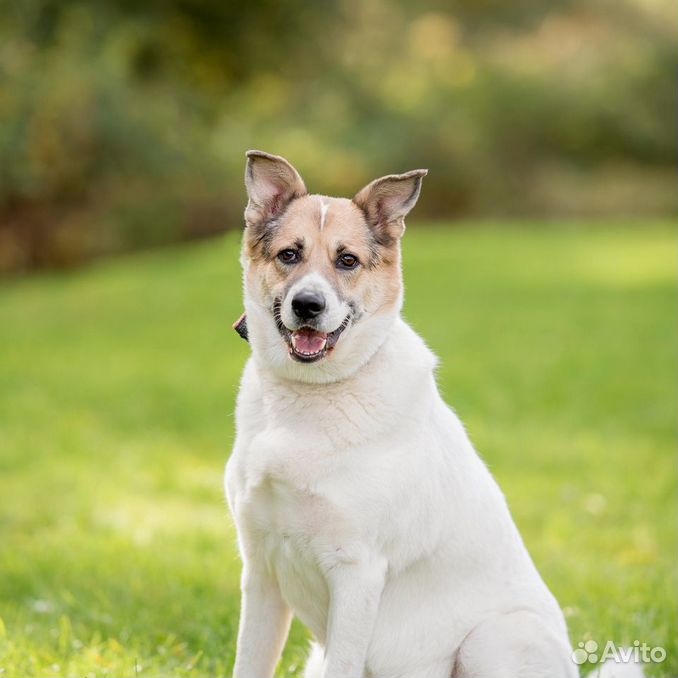 Красавчик Боб 1,5 года ищет семью