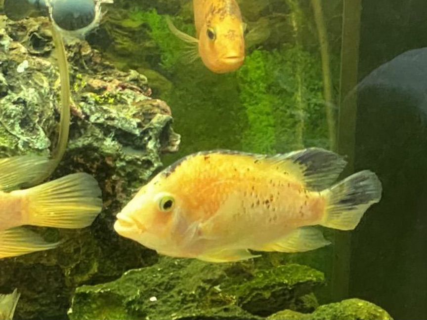 Цихлиды средние цена за всех