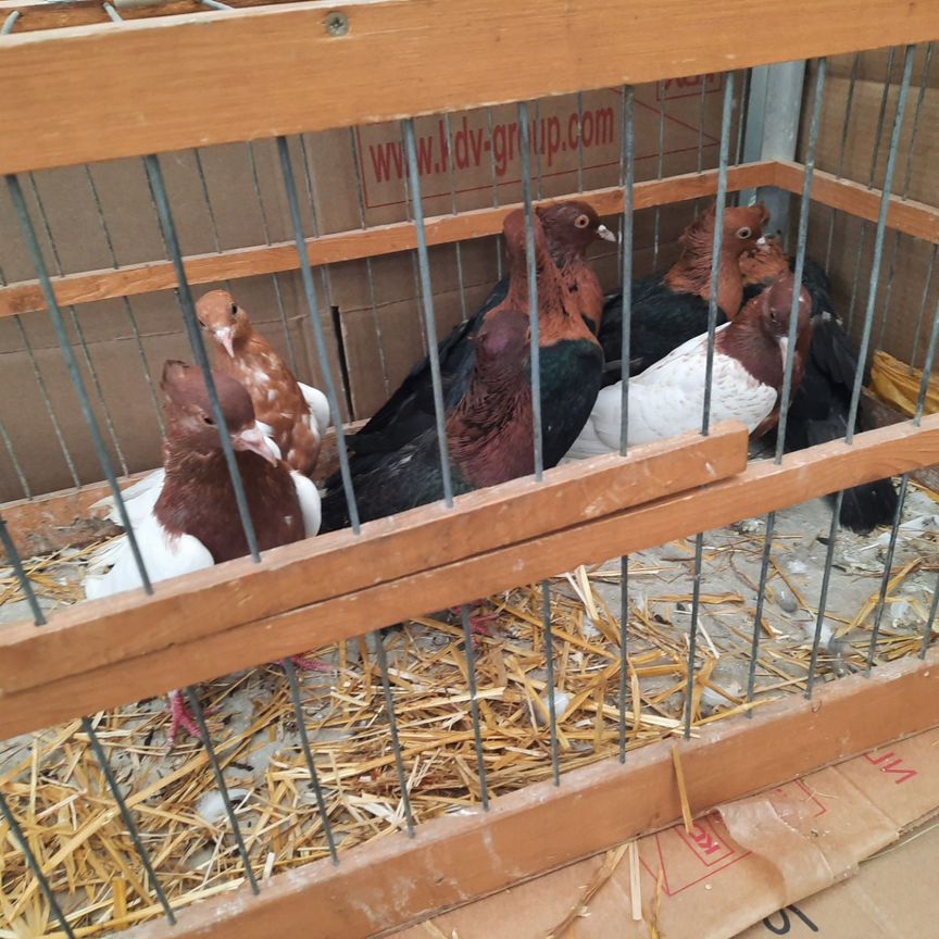 Продажа голубей