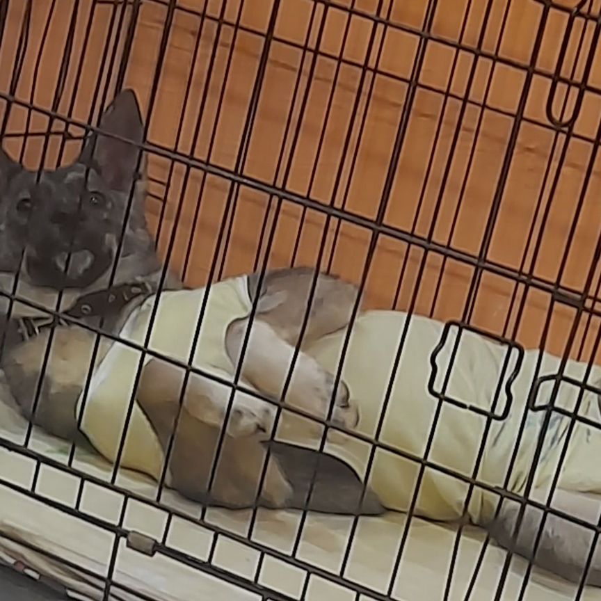 Щенок в добрые руки бесплатно