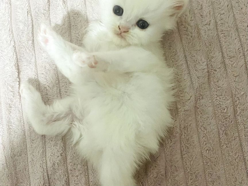 Британский котенок белого окраса
