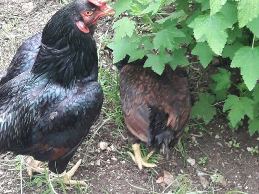 Мясные куры корниш