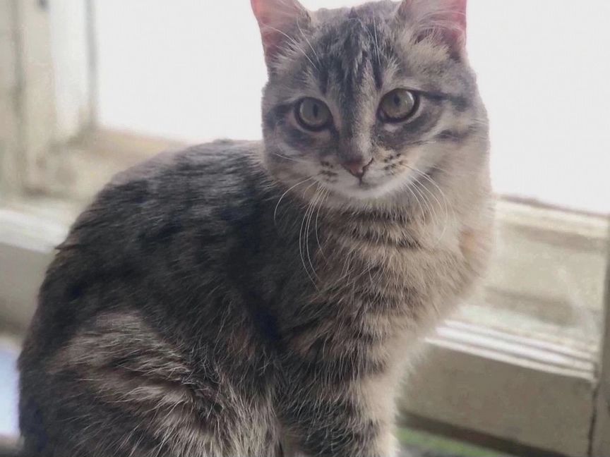 Молодая кошечка Кнопочка, ей 1 год