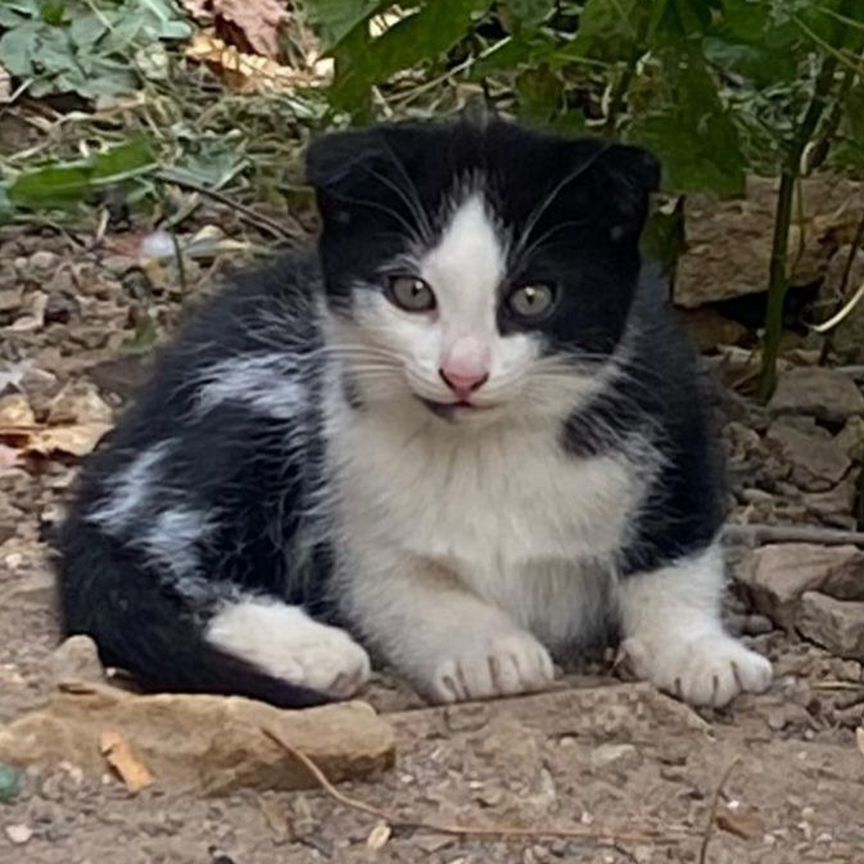 Вислоухие котята