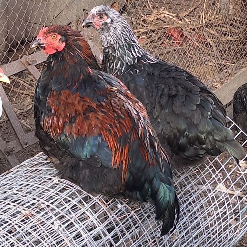 Петушки и курочки молодки брама