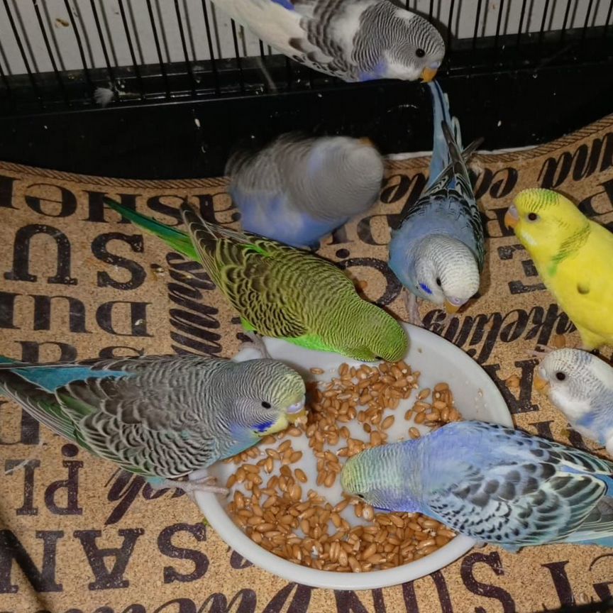 Волнистый попугай малыши