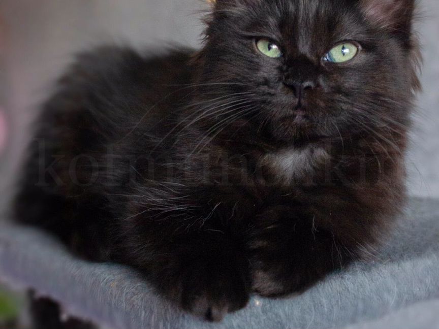 Котята манчкин