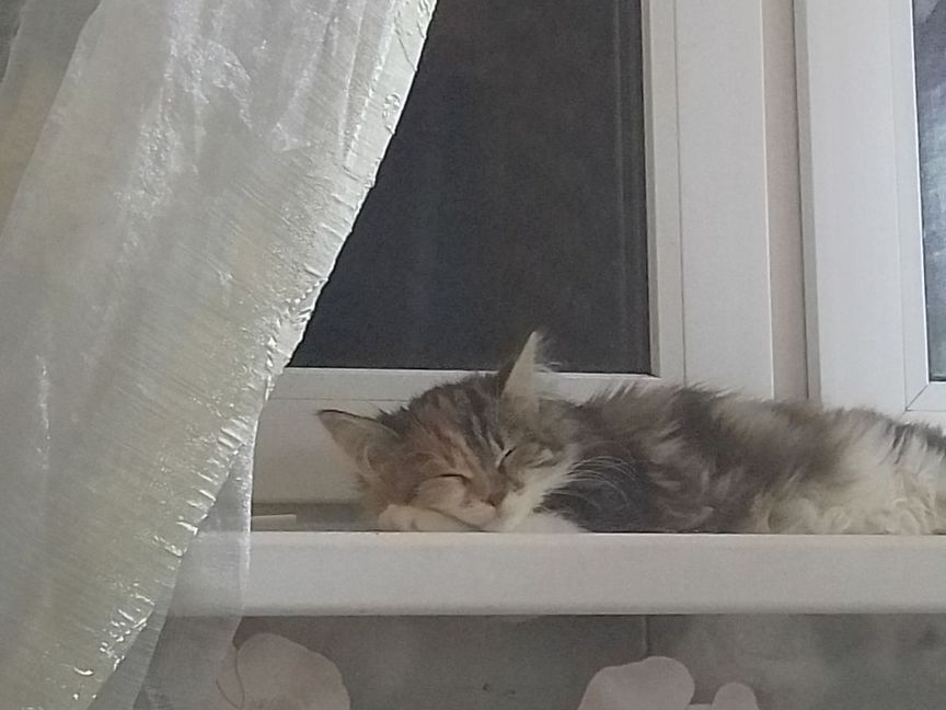 Сибирские котята в добрые руки