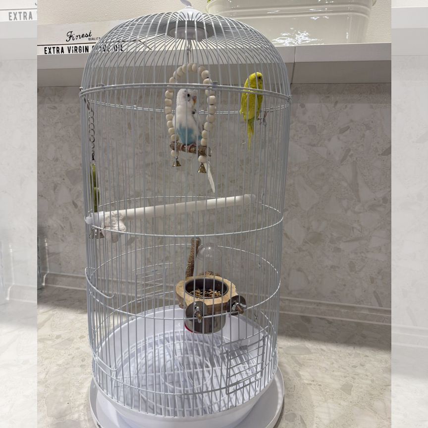 Волнистые попугаи с клеткой