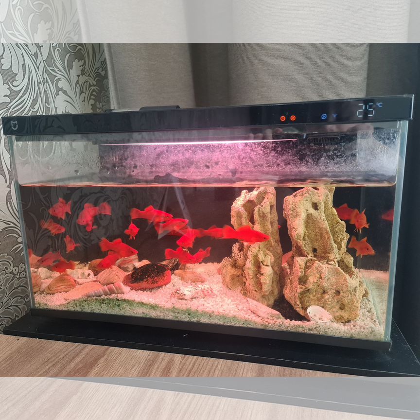 Рыбки красные меченосцы