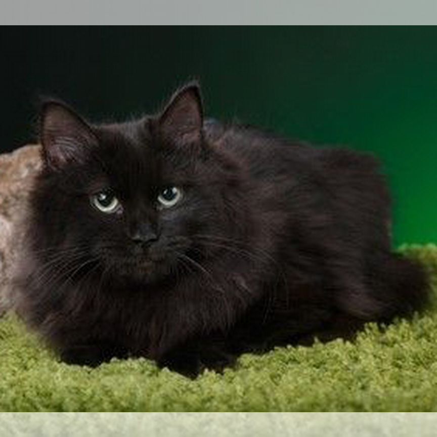 Сибирский котёнок