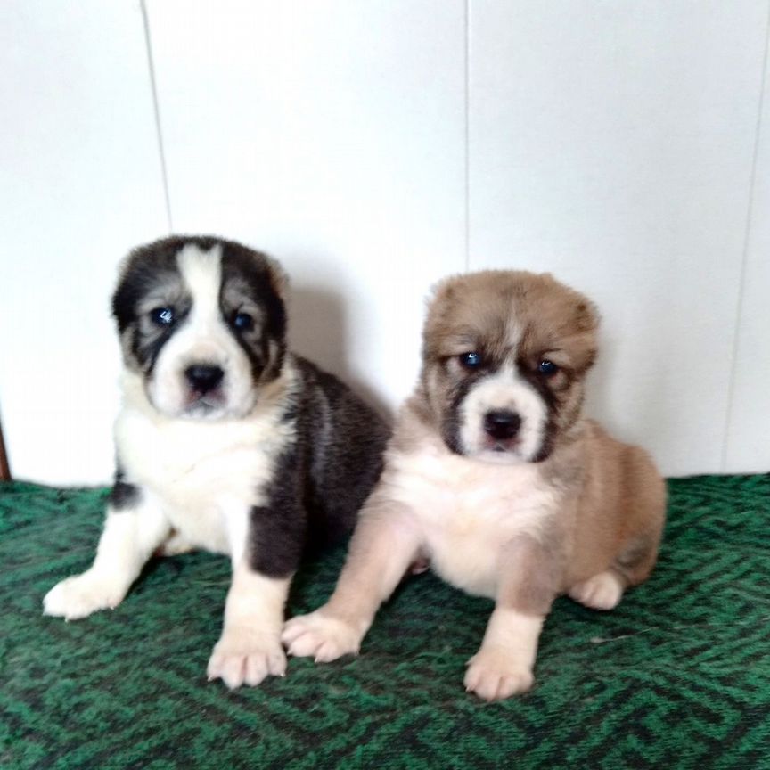 Щенки алабая