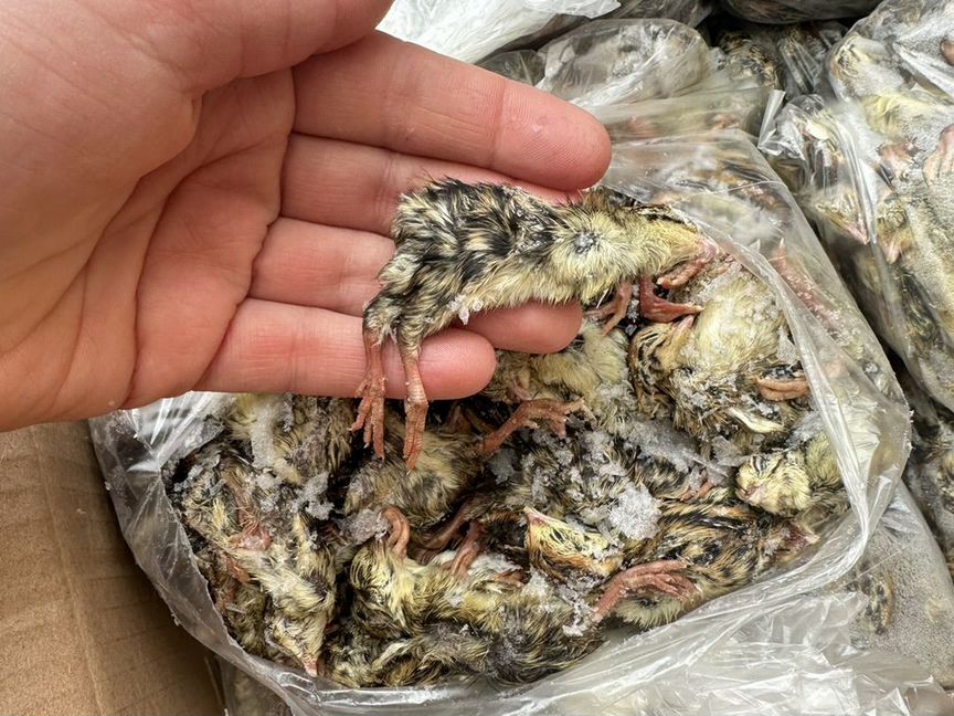 Перепела суточные