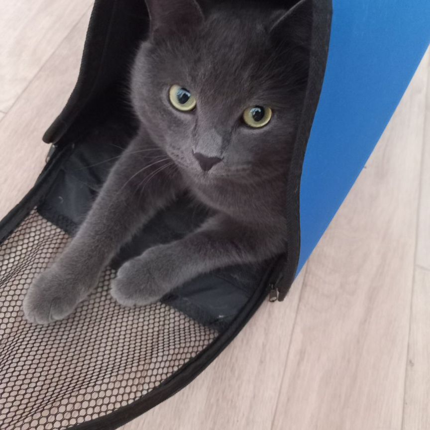 Отдам кота в добрые руки