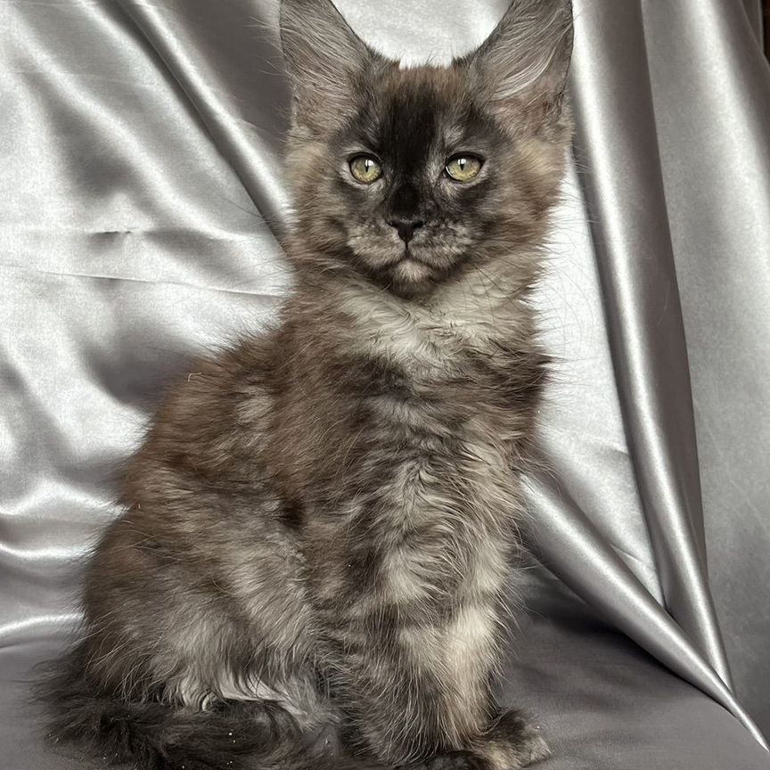 Котик мейн кун черный дым