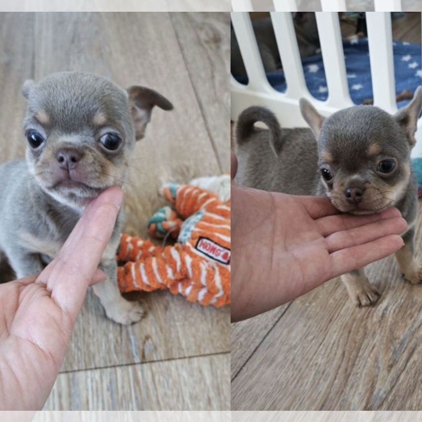 Чихуахуа, щенок