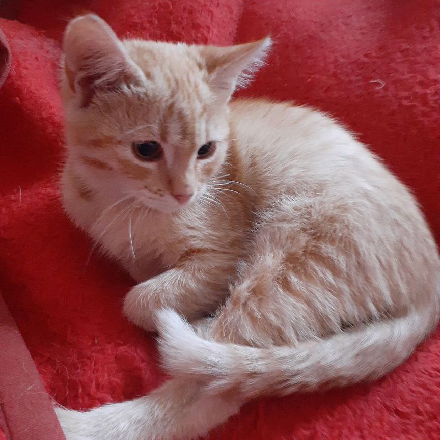 Котёнок девочка